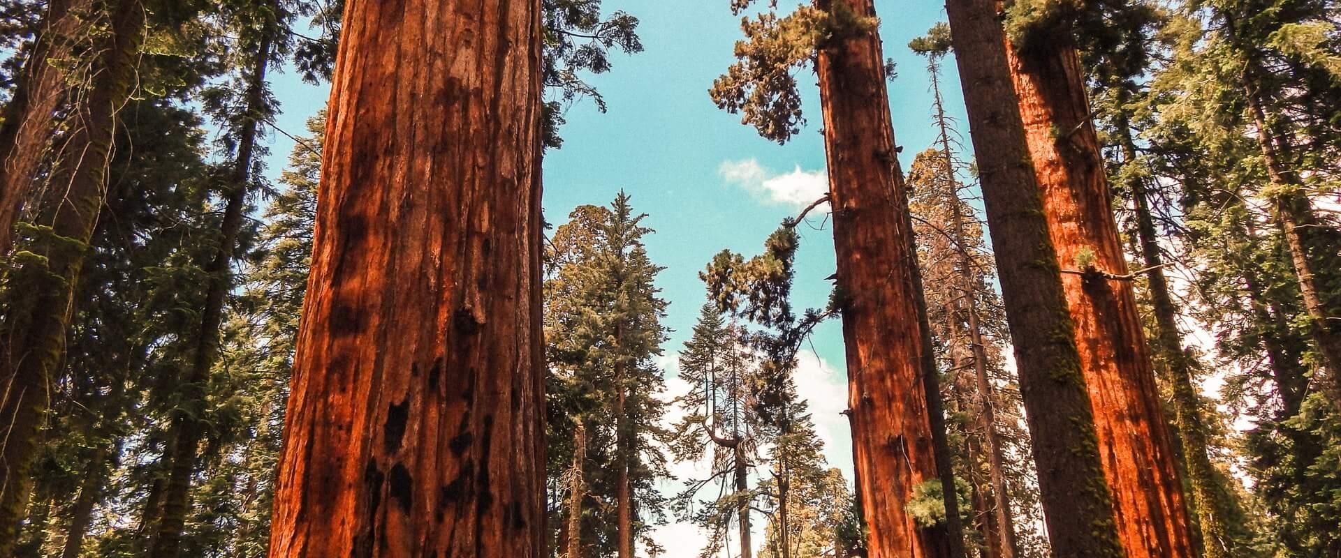 Home | Sequoia Wealth Partners, LLC